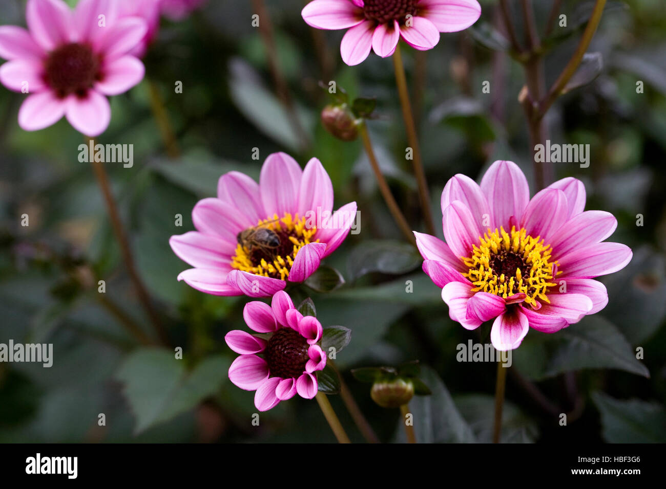 Dahlia 'Pretty Woman' flowers Stock Photo - Alamy