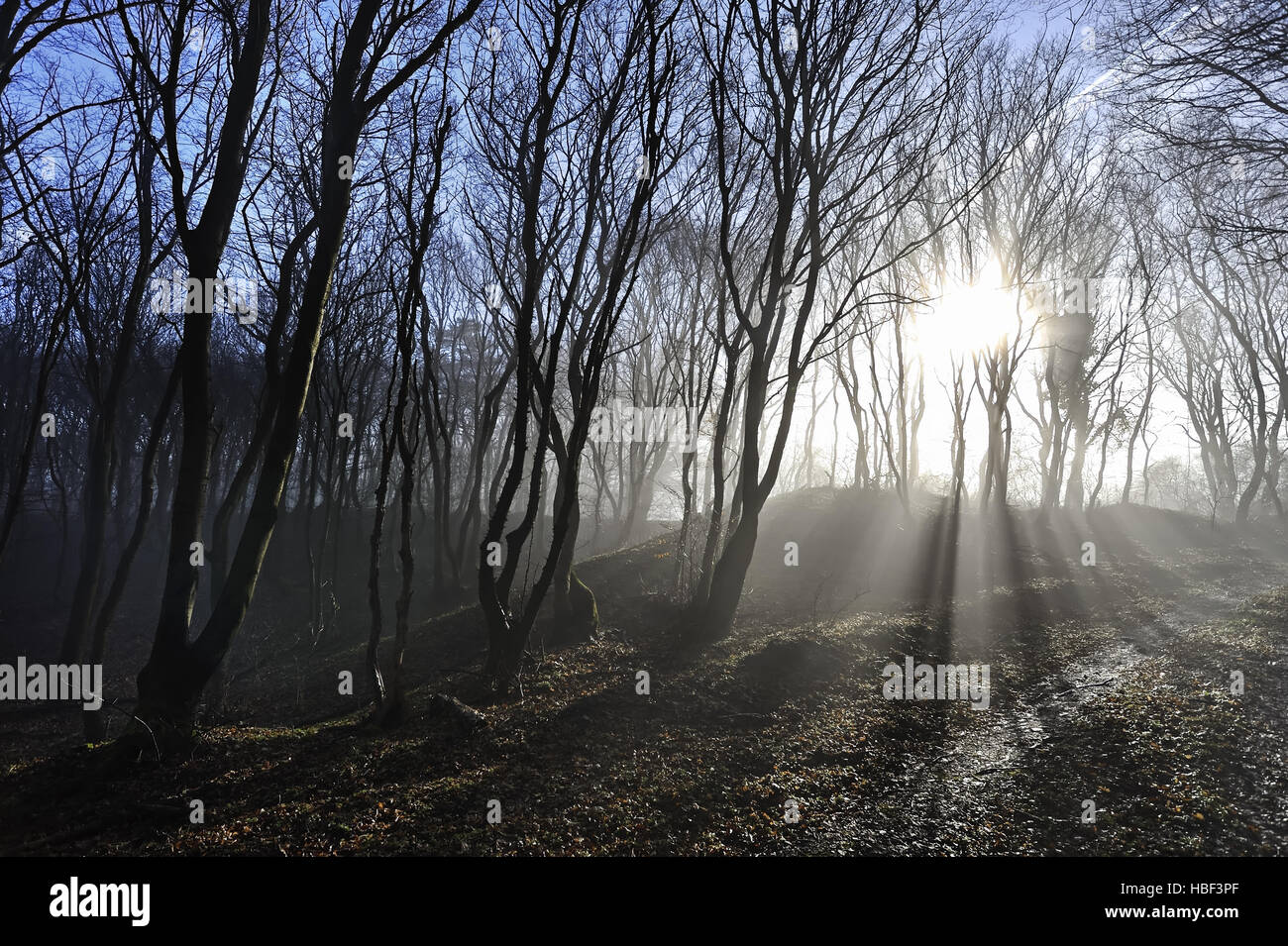 Forest sun in spring hi-res stock photography and images - Alamy