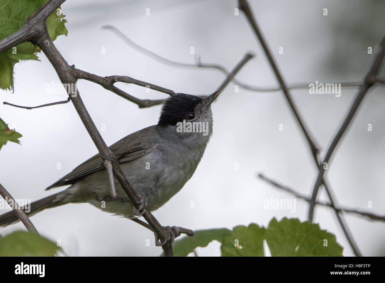 Black cap hi-res stock photography and images - Alamy