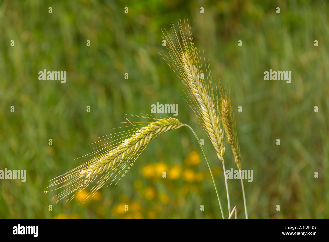 Getreide getreide hi-res stock photography and images - Alamy