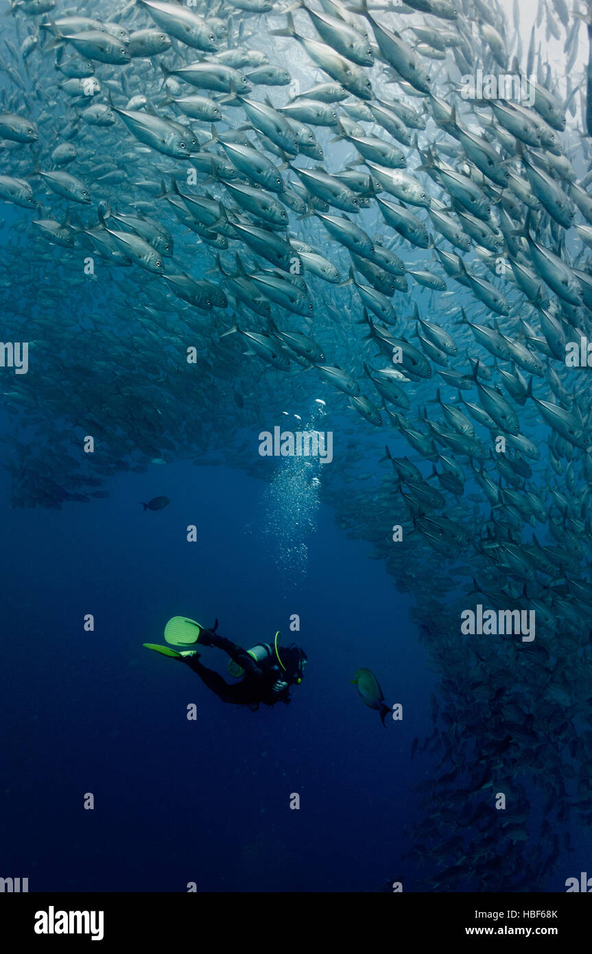 Osteichthyes circling fish fish ball fishes indonesia jacks hi-res ...