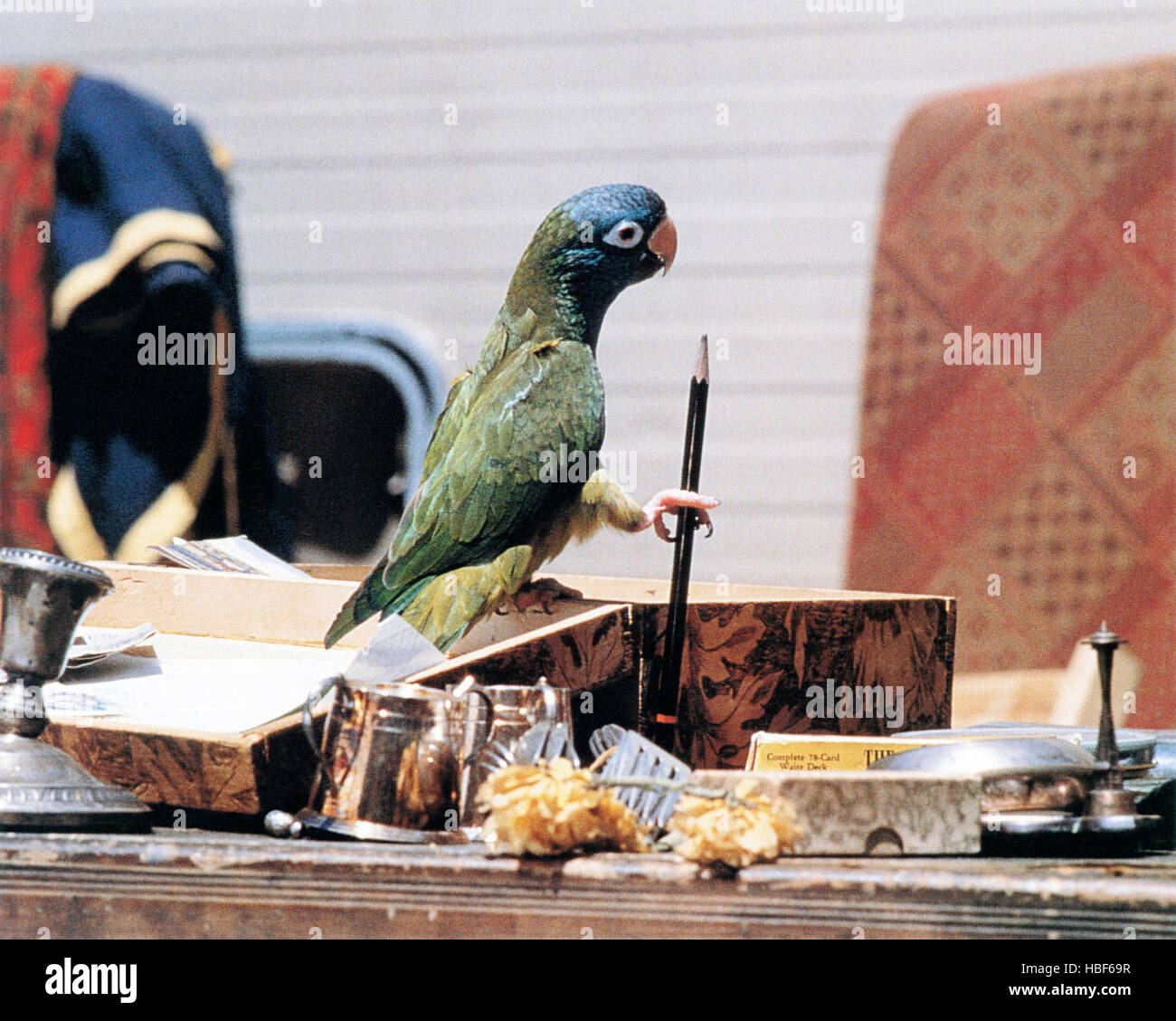 PAULIE, Paulie the parrot, 1998, © DreamWorks/courtesy Everett ...