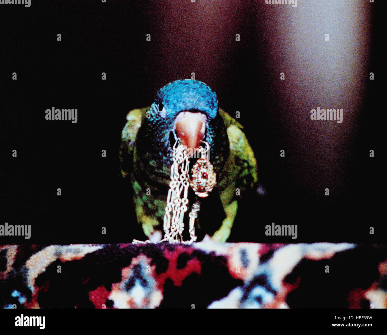 PAULIE, Paulie the parrot, 1998, © DreamWorks/courtesy Everett ...