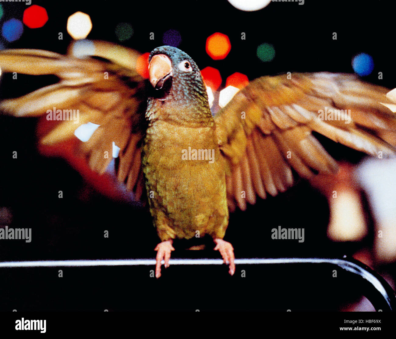 PAULIE, Paulie the parrot, 1998, © DreamWorks/courtesy Everett ...