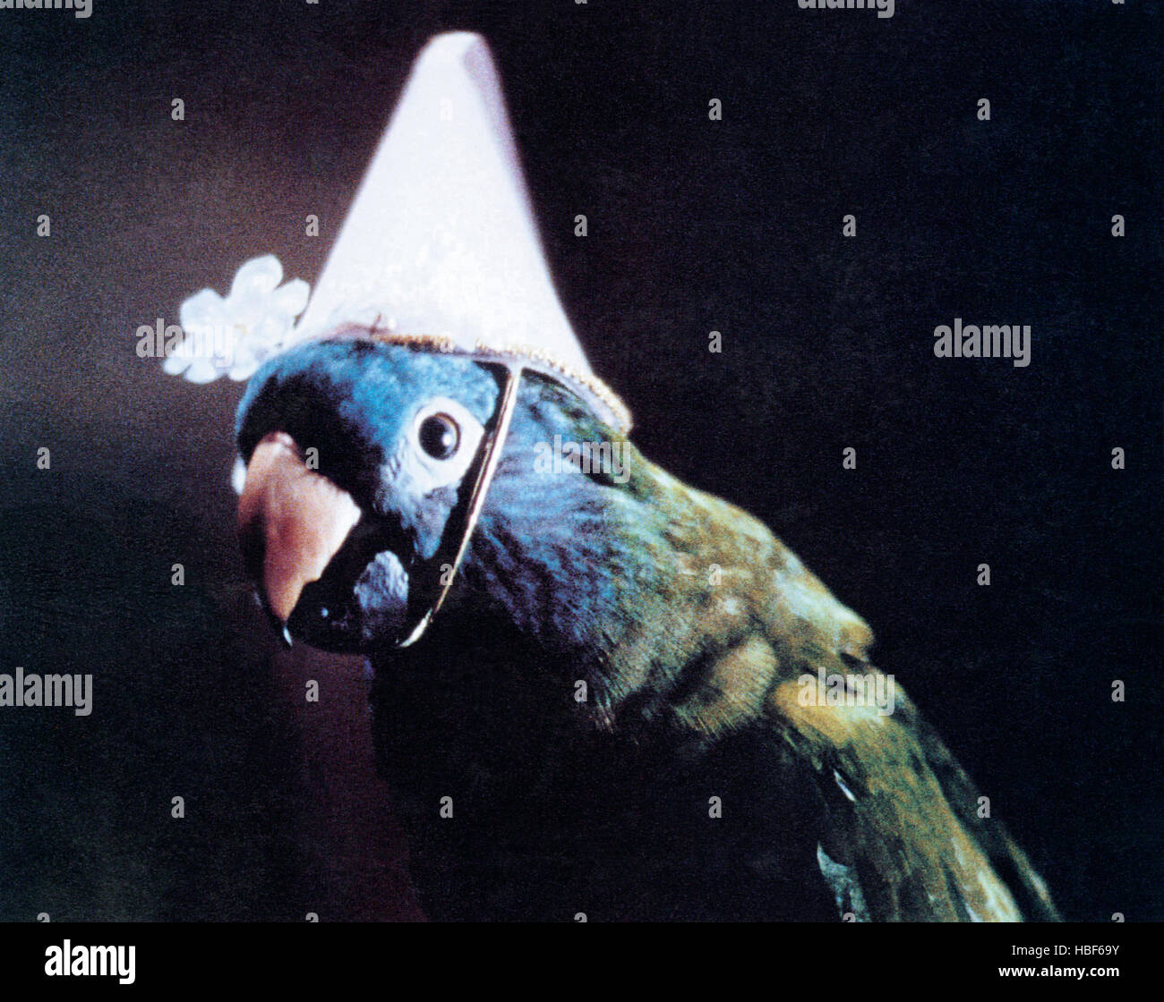 PAULIE, Paulie the parrot, 1998, © DreamWorks/courtesy Everett ...