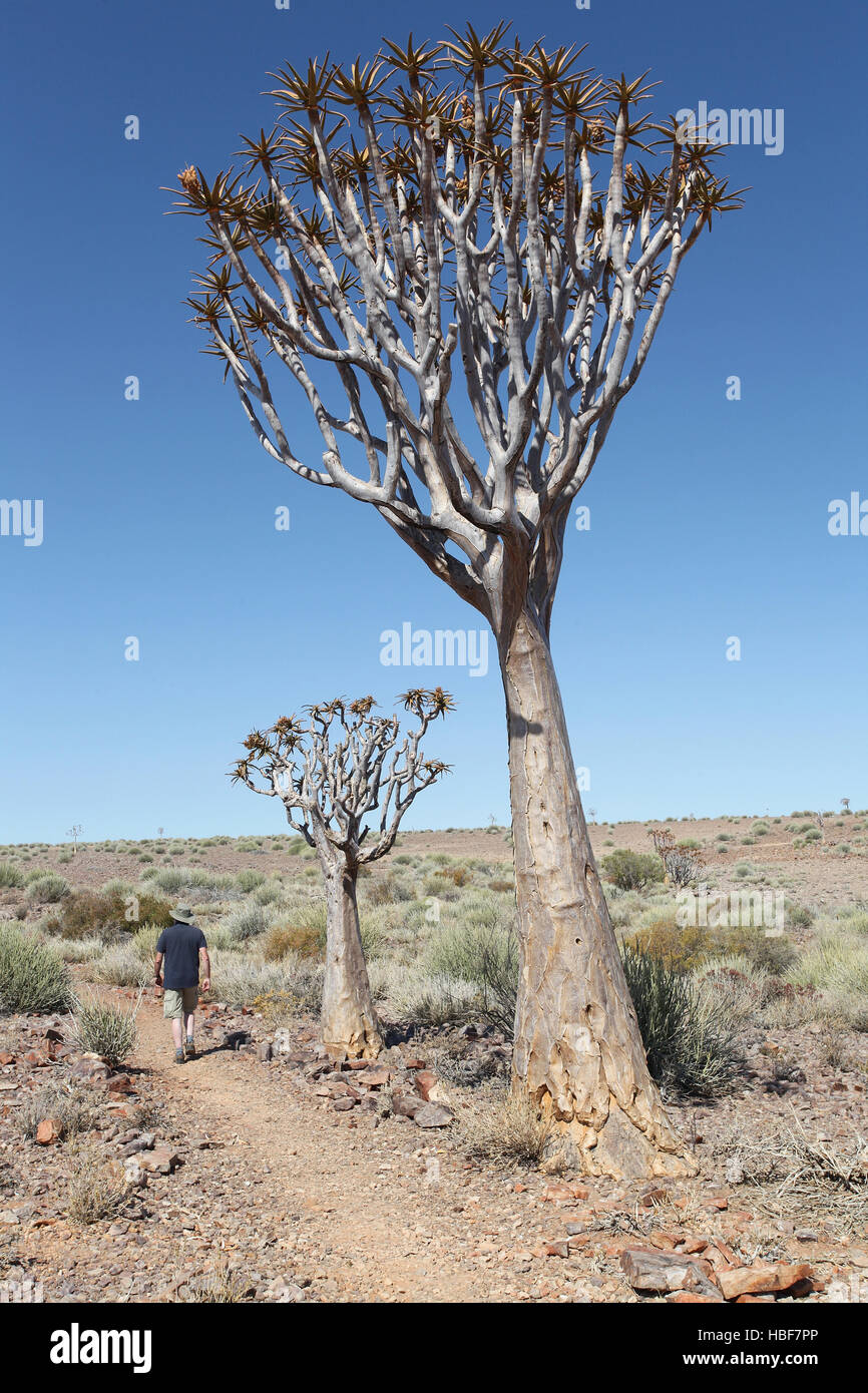 Walking trail from the lodge on the rim of Fish River Canyon in Namibia ...