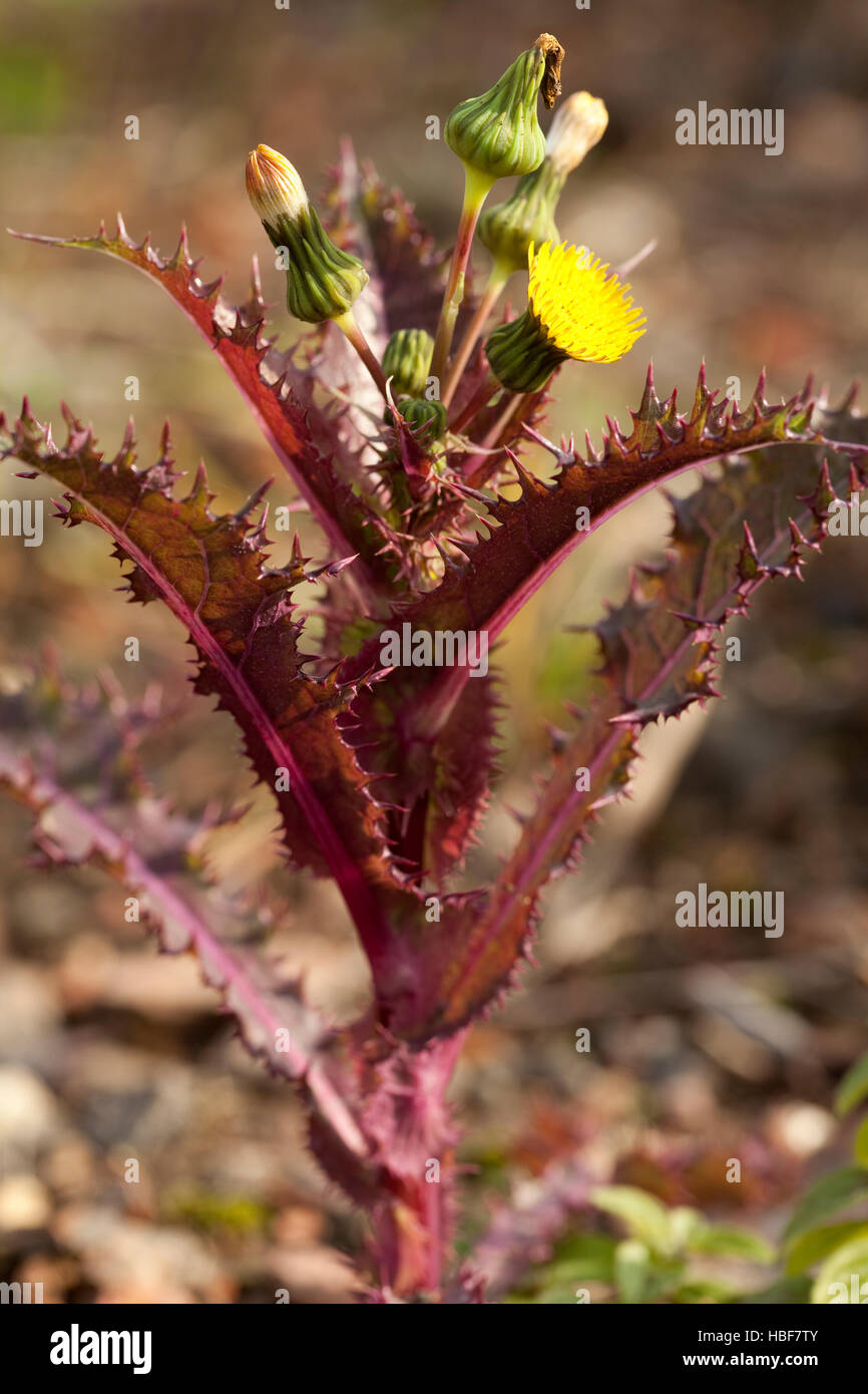 Prickly flower hi-res stock photography and images - Alamy