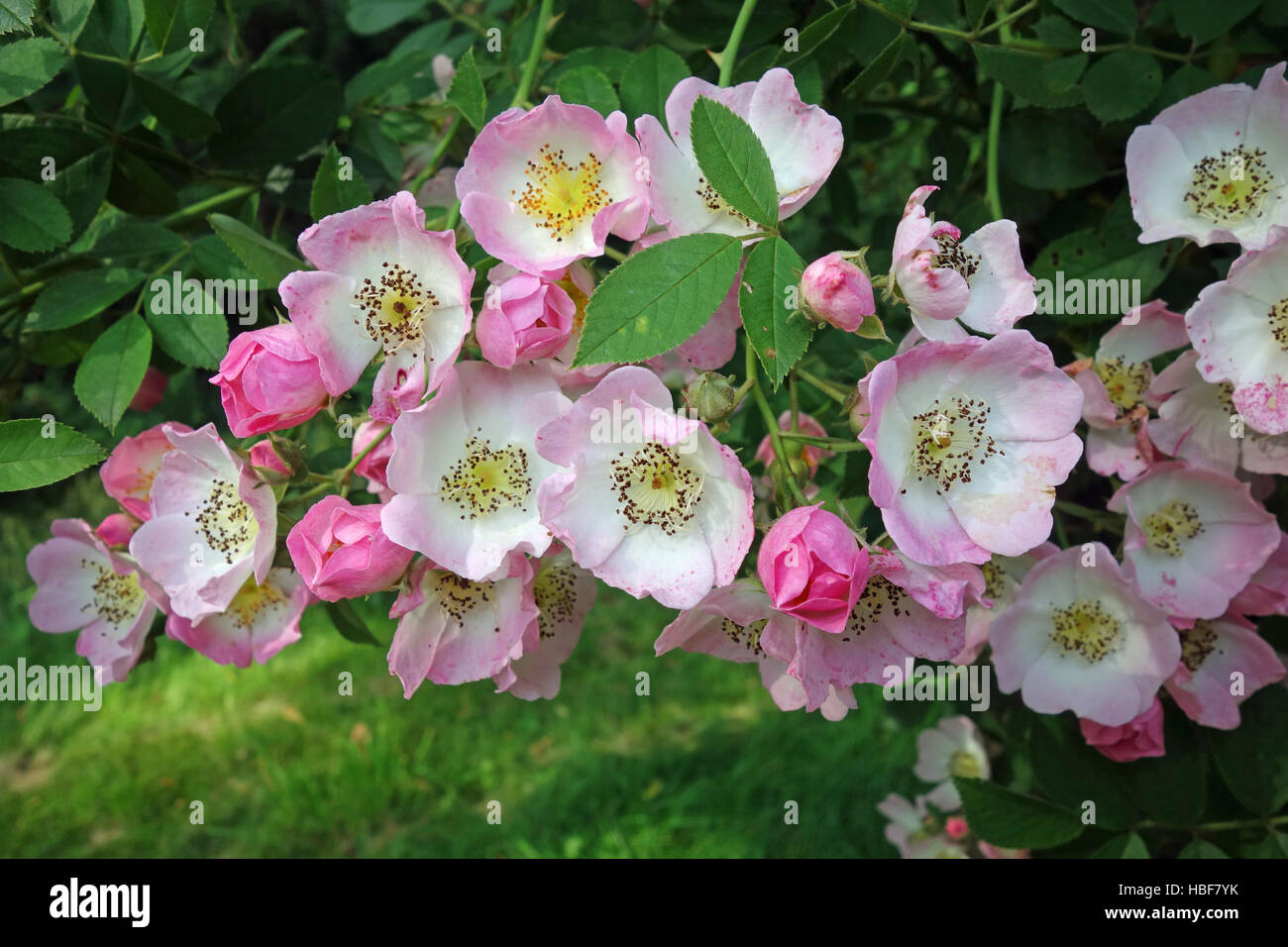 rambler rose apple blossom Stock Photo - Alamy