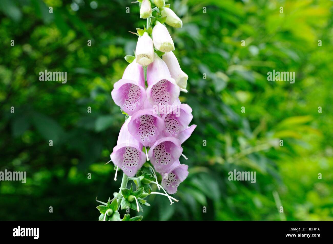 Open flowers hi-res stock photography and images - Alamy