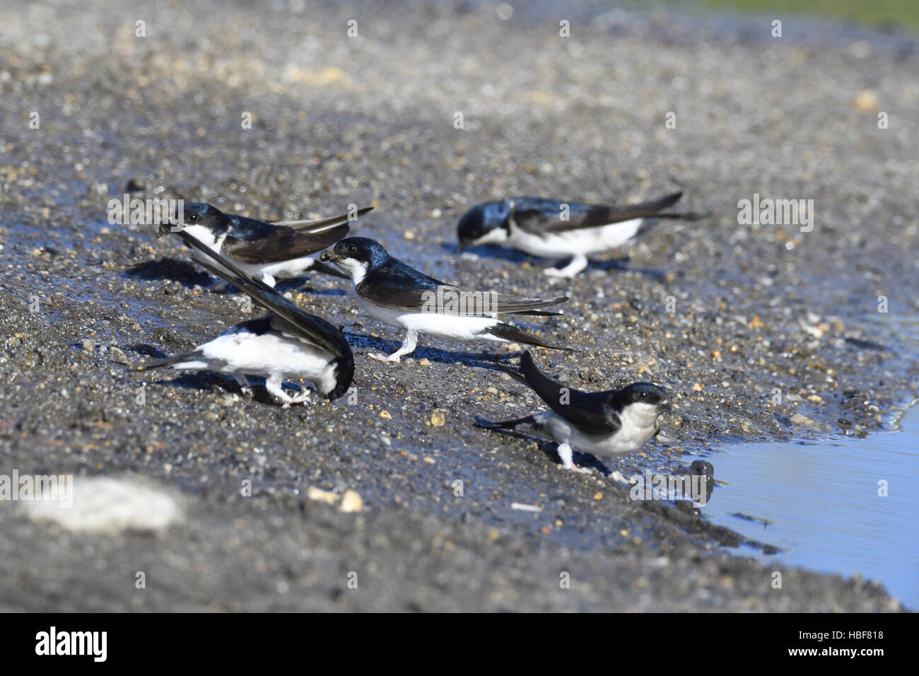 Common house martin hi-res stock photography and images - Alamy