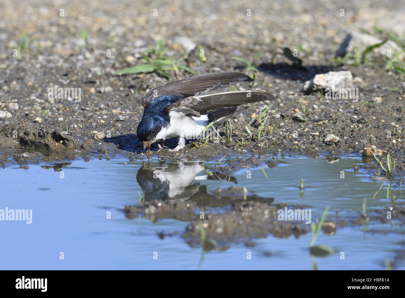 Common House Martin Stock Photo - Alamy