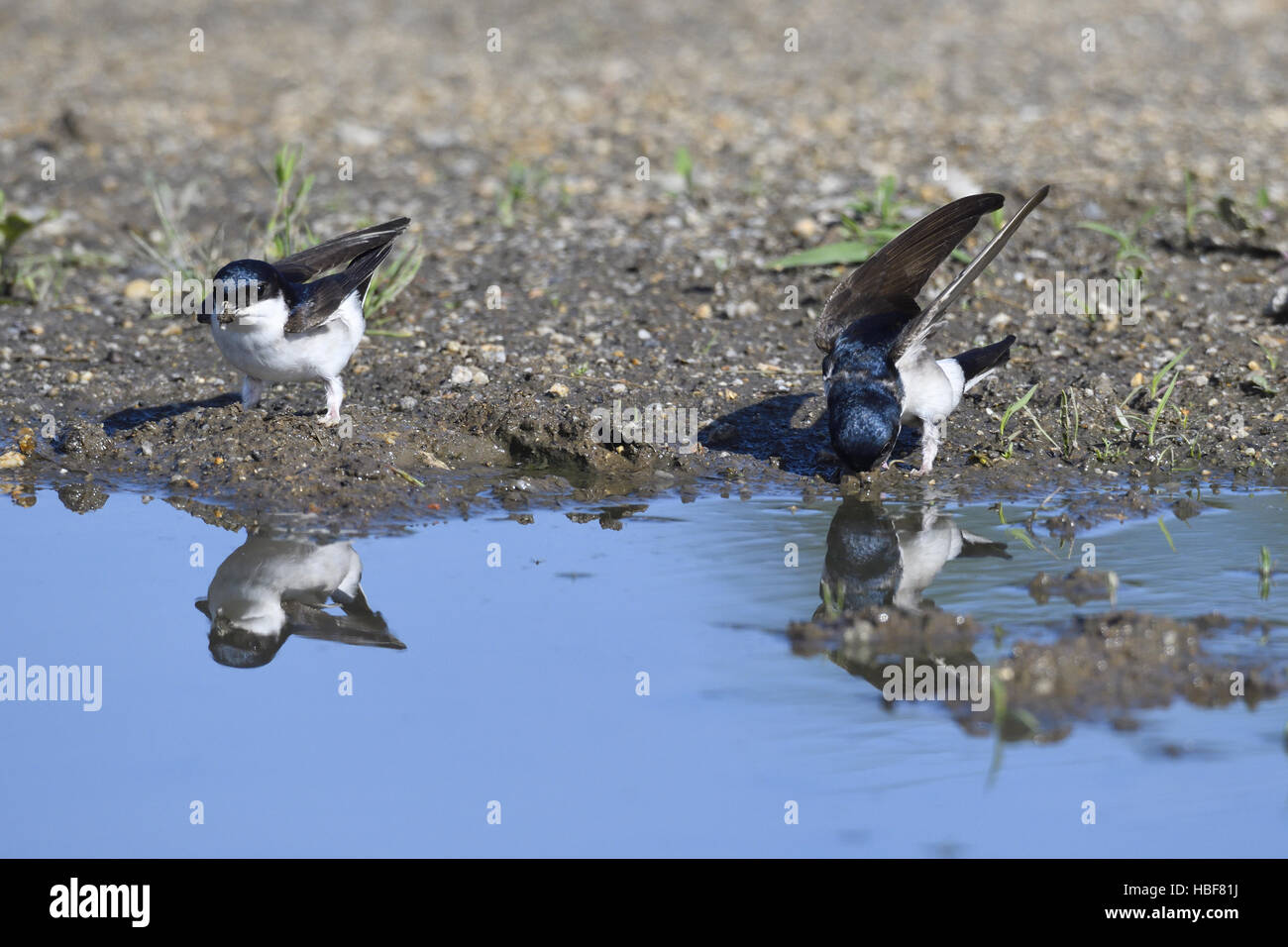 Common House Martin Stock Photo - Alamy