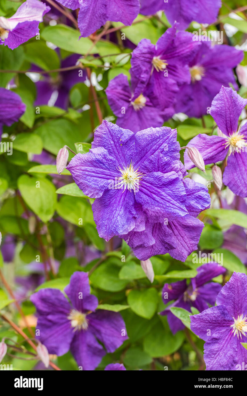 klimatis purple flower Stock Photo - Alamy