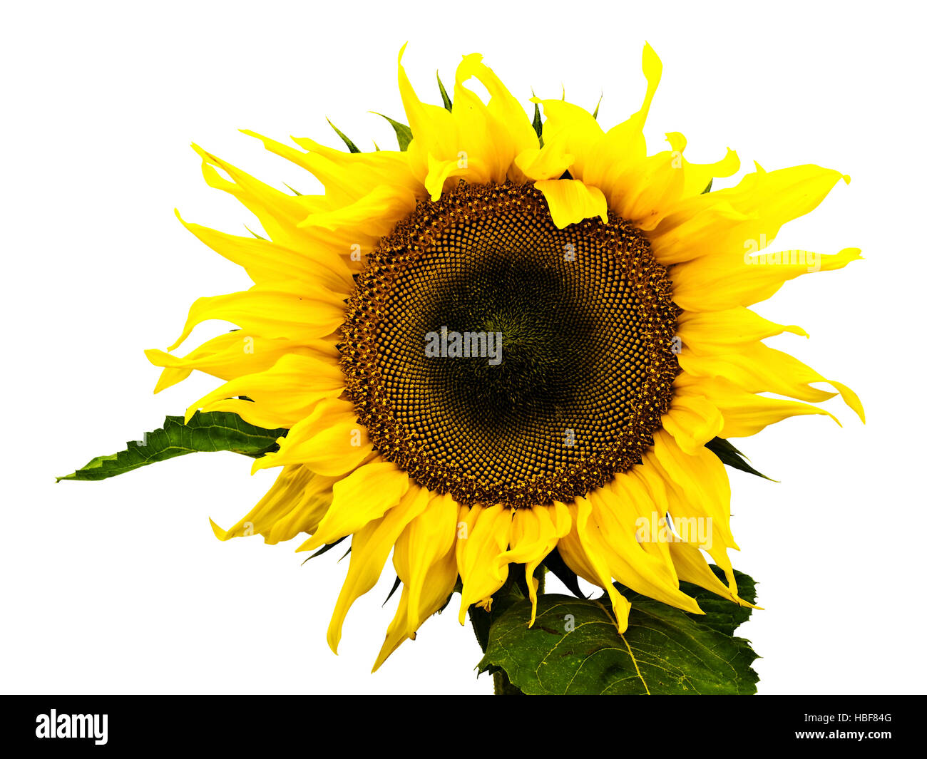 Abstract sunflower background Cut Out Stock Images & Pictures - Alamy