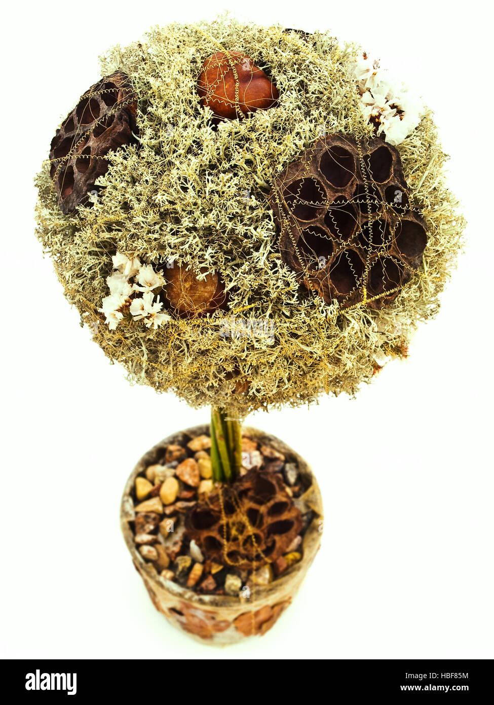 Little decorative tree hi-res stock photography and images - Alamy