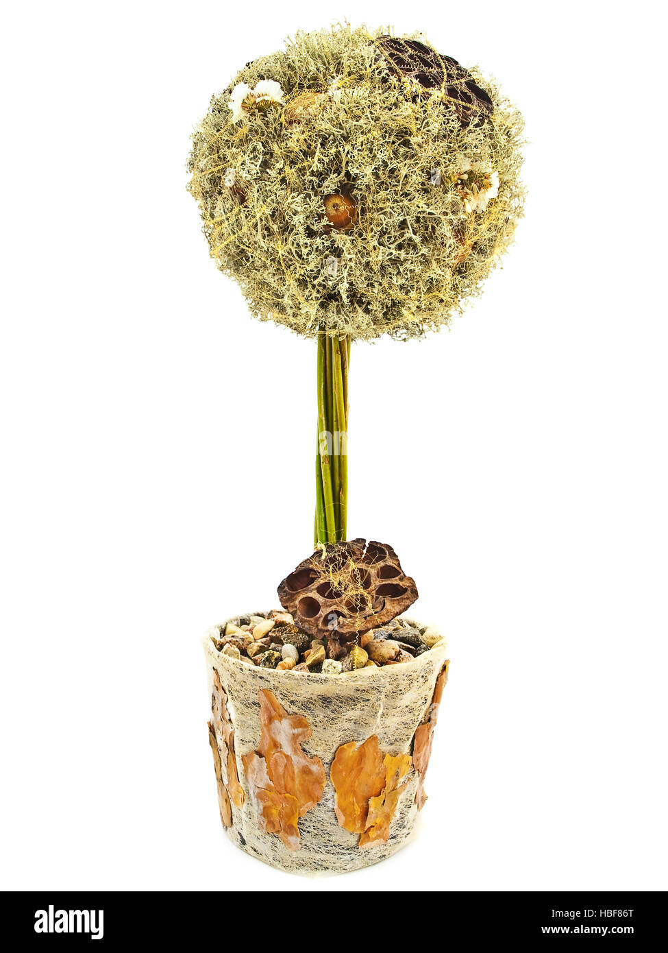 Little decorative tree hi-res stock photography and images - Alamy