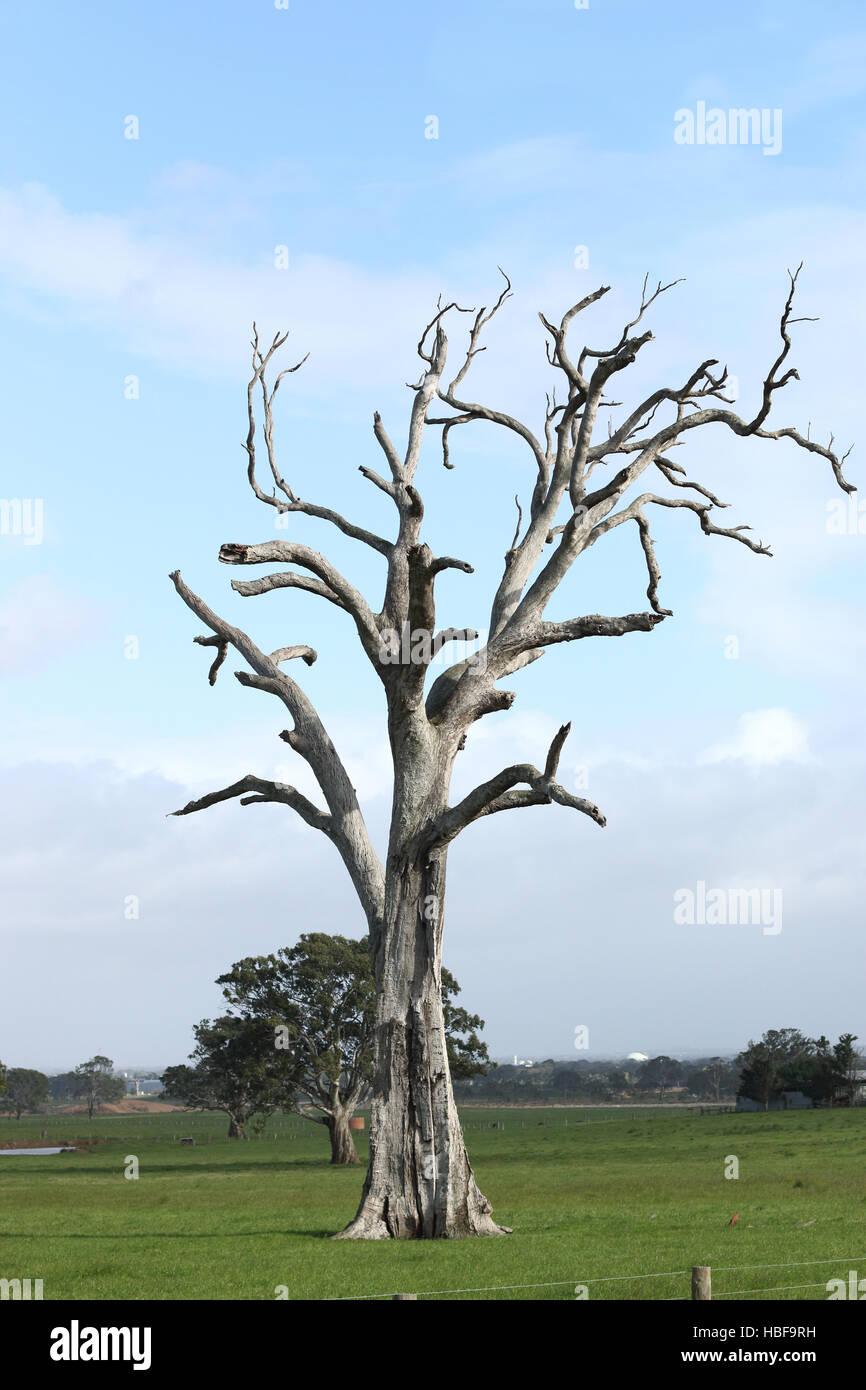 Dead Tree Standing on Green field Stock Photo - Alamy