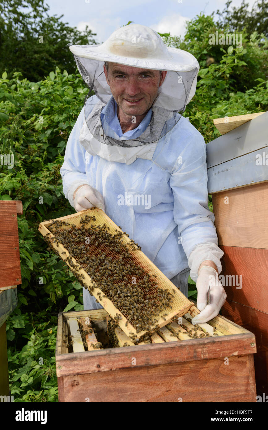 beekeeper at work Stock Photo - Alamy