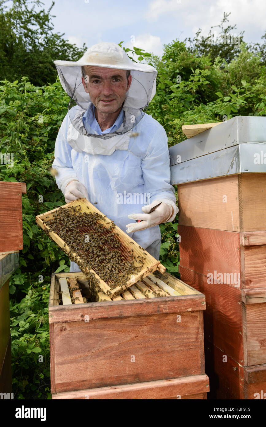 beekeeper at work Stock Photo - Alamy