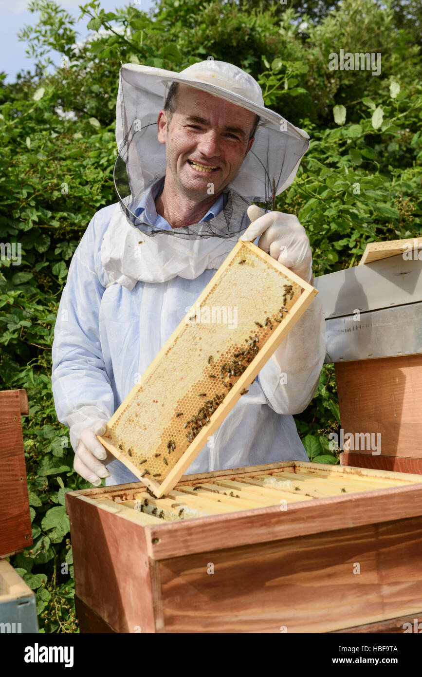 beekeeper at work Stock Photo - Alamy