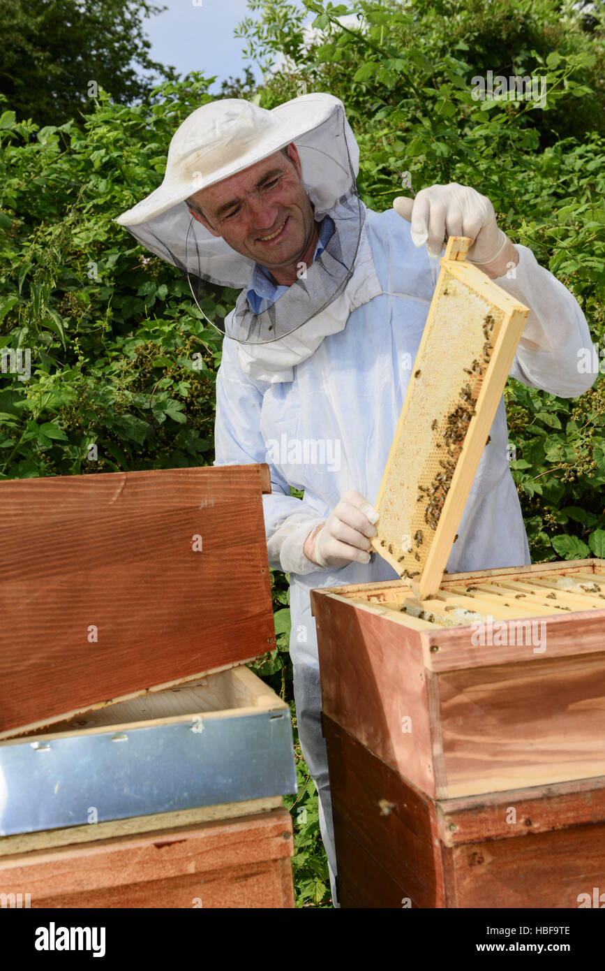 beekeeper at work Stock Photo - Alamy