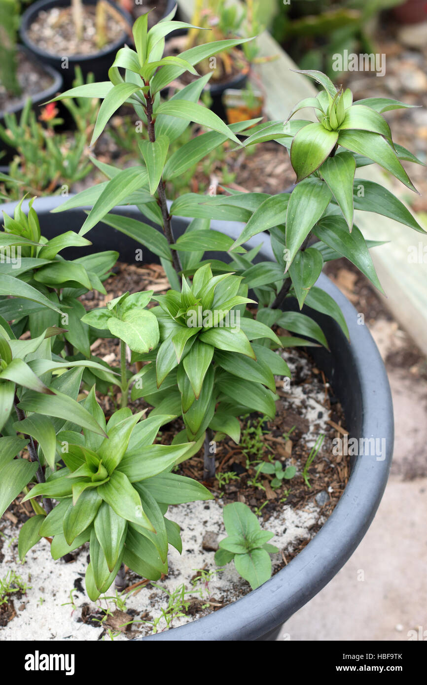 Lilium longiflorum pot hi-res stock photography and images - Alamy