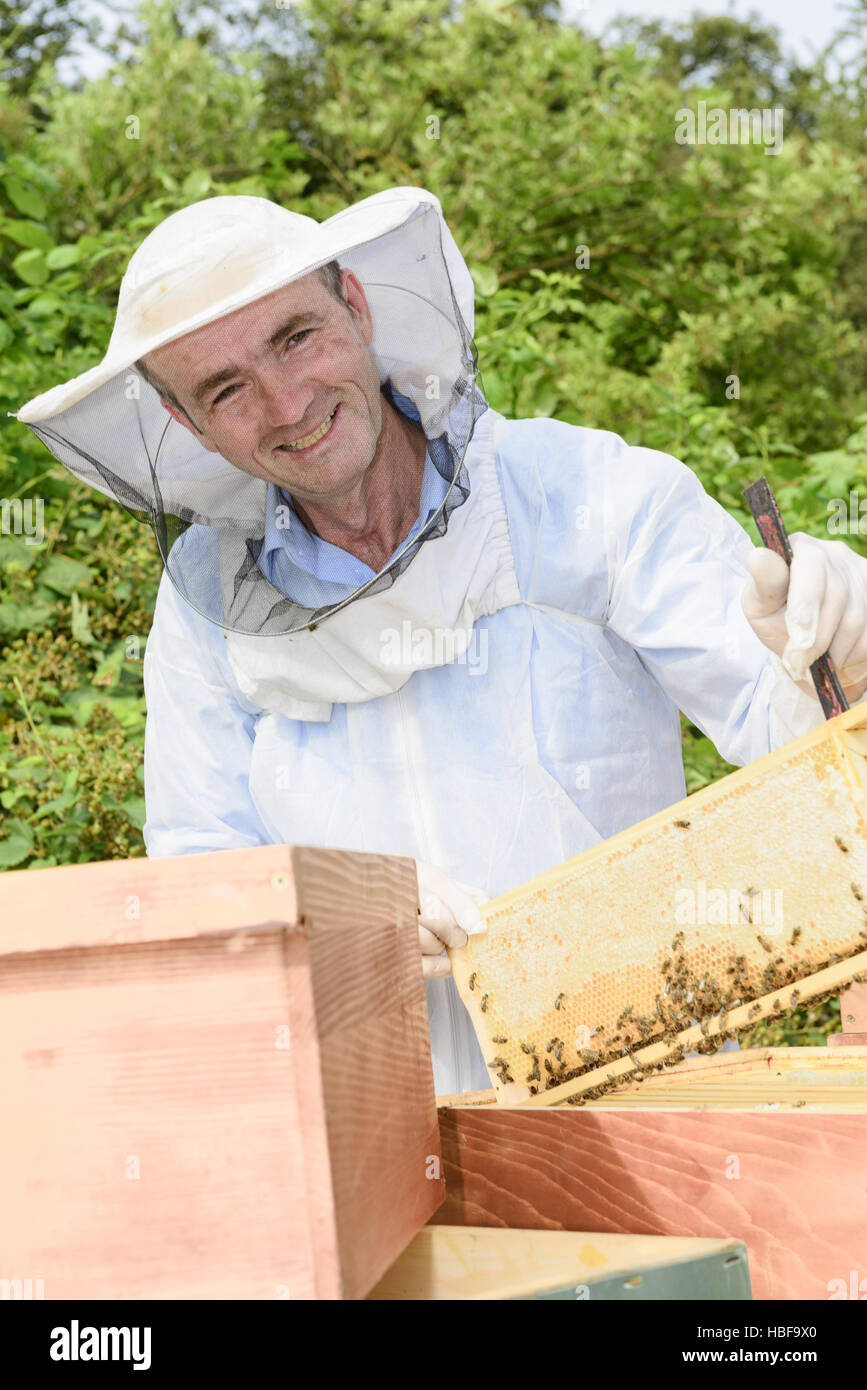beekeeper at work Stock Photo - Alamy