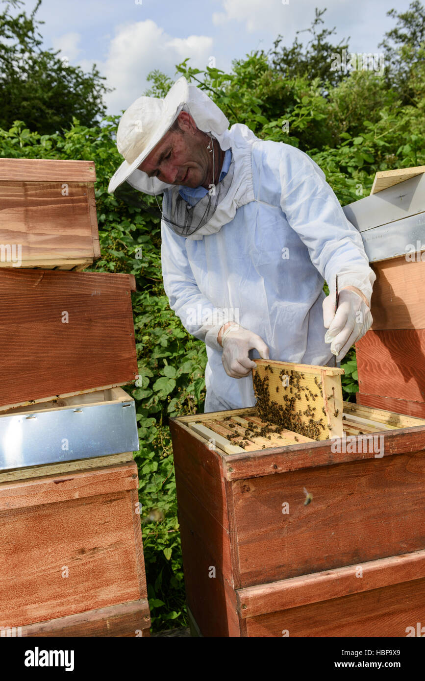 beekeeper at work Stock Photo - Alamy