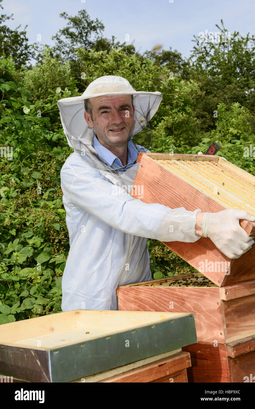 beekeeper at work Stock Photo - Alamy