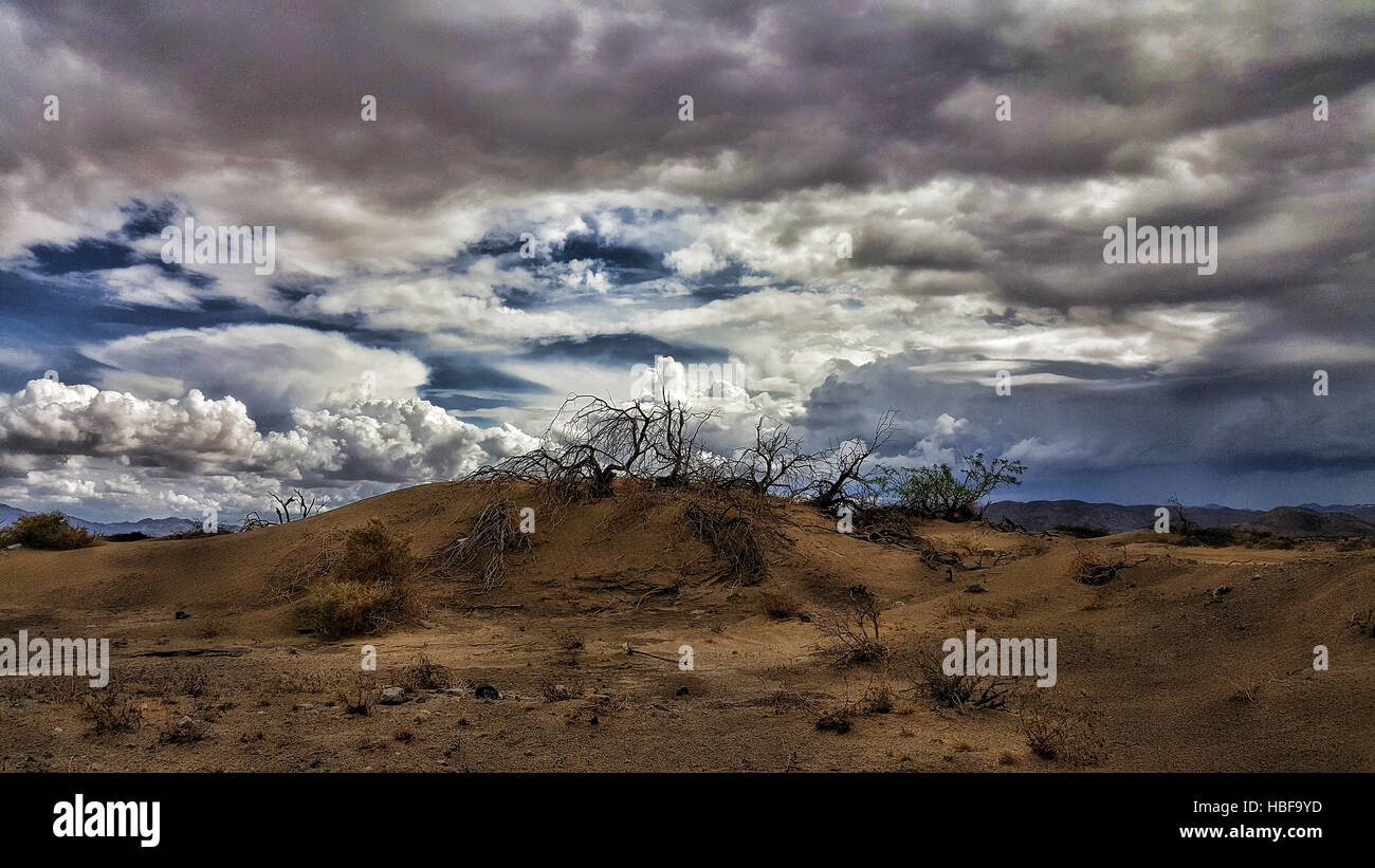 A scrubby bush on a desert mound under stormy skies Stock Photo - Alamy