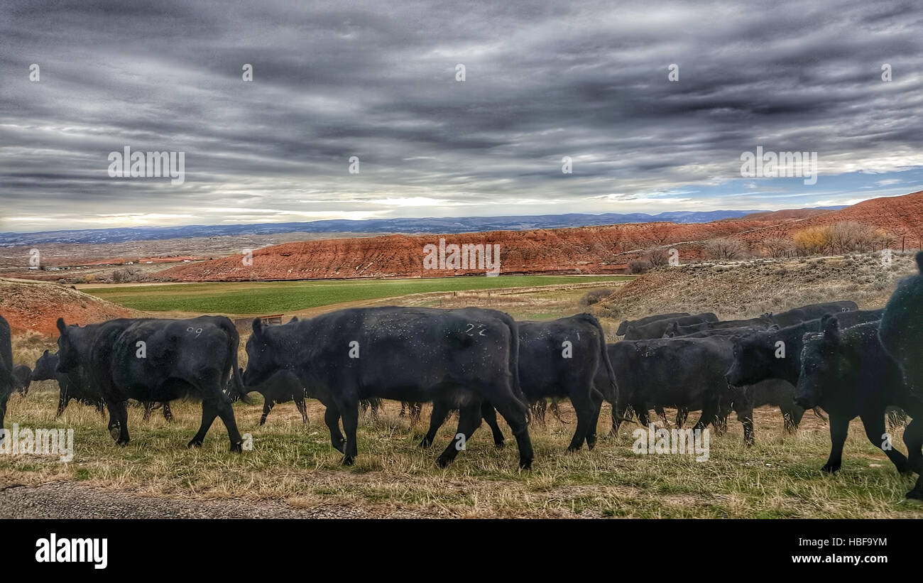 Herd of black cows hi-res stock photography and images - Alamy