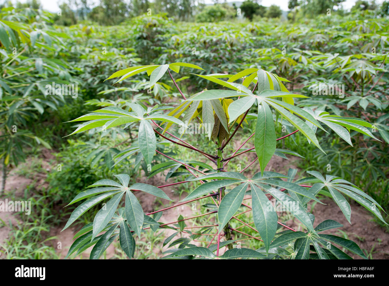 Cassava tree hi-res stock photography and images - Alamy