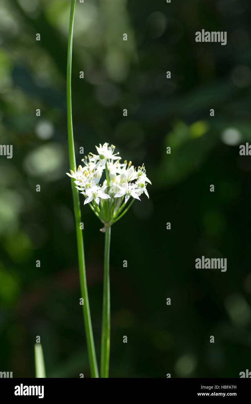 Flower of garlic chives in full bloom Stock Photo - Alamy
