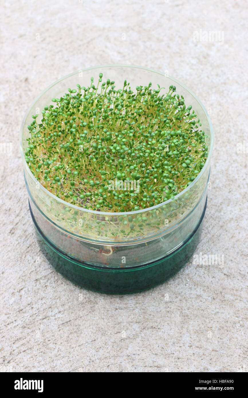 Sprouting seeds of alfalfa in the germination dish Stock Photo - Alamy