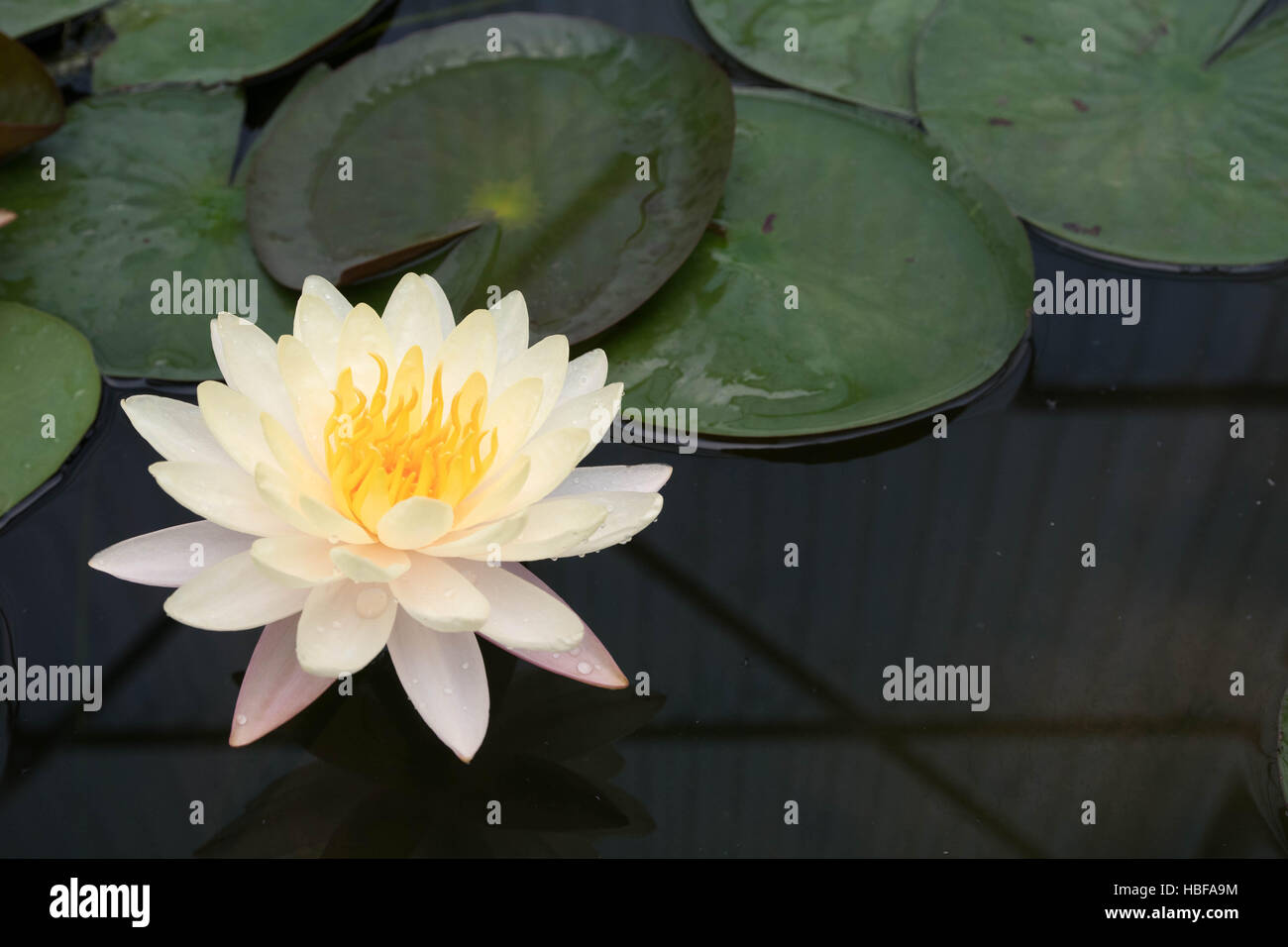 close-up of waterlily Stock Photo - Alamy