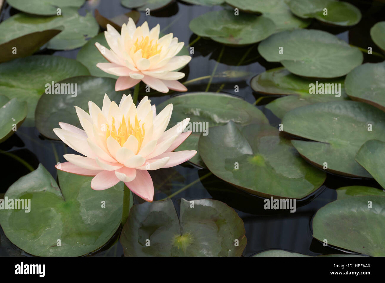Close-up of waterlily Stock Photo - Alamy