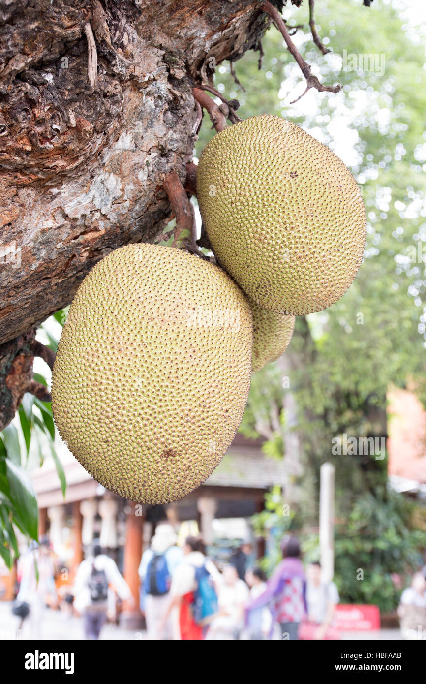 Big jackfruit hi-res stock photography and images - Alamy