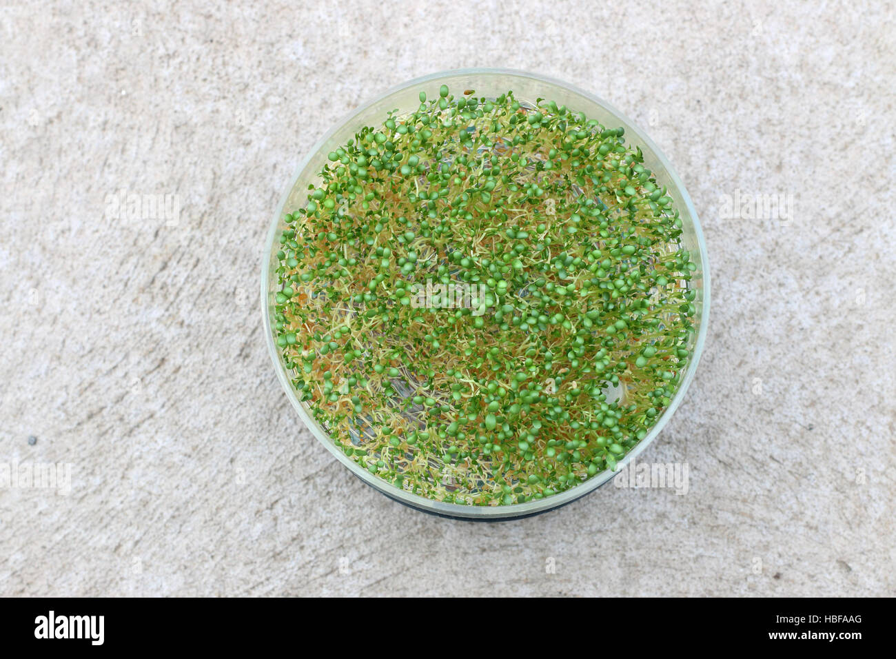 Sprouting seeds of alfalfa in the germination dish Stock Photo - Alamy