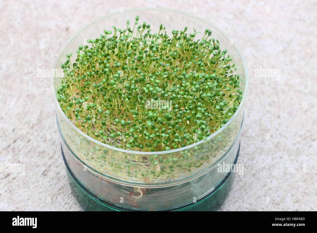 Sprouting seeds of alfalfa in the germination dish Stock Photo - Alamy