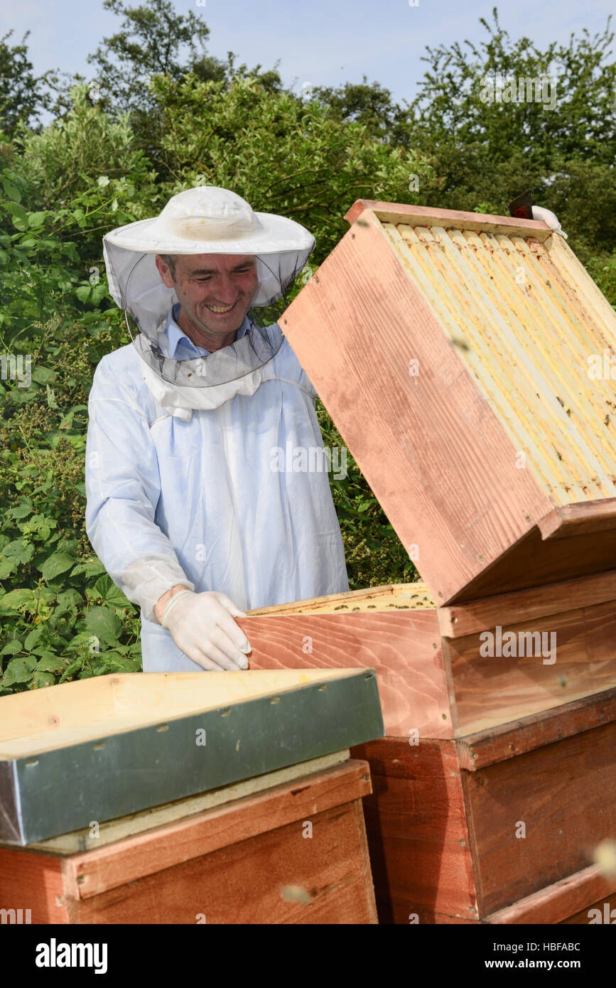 beekeeper at work Stock Photo - Alamy