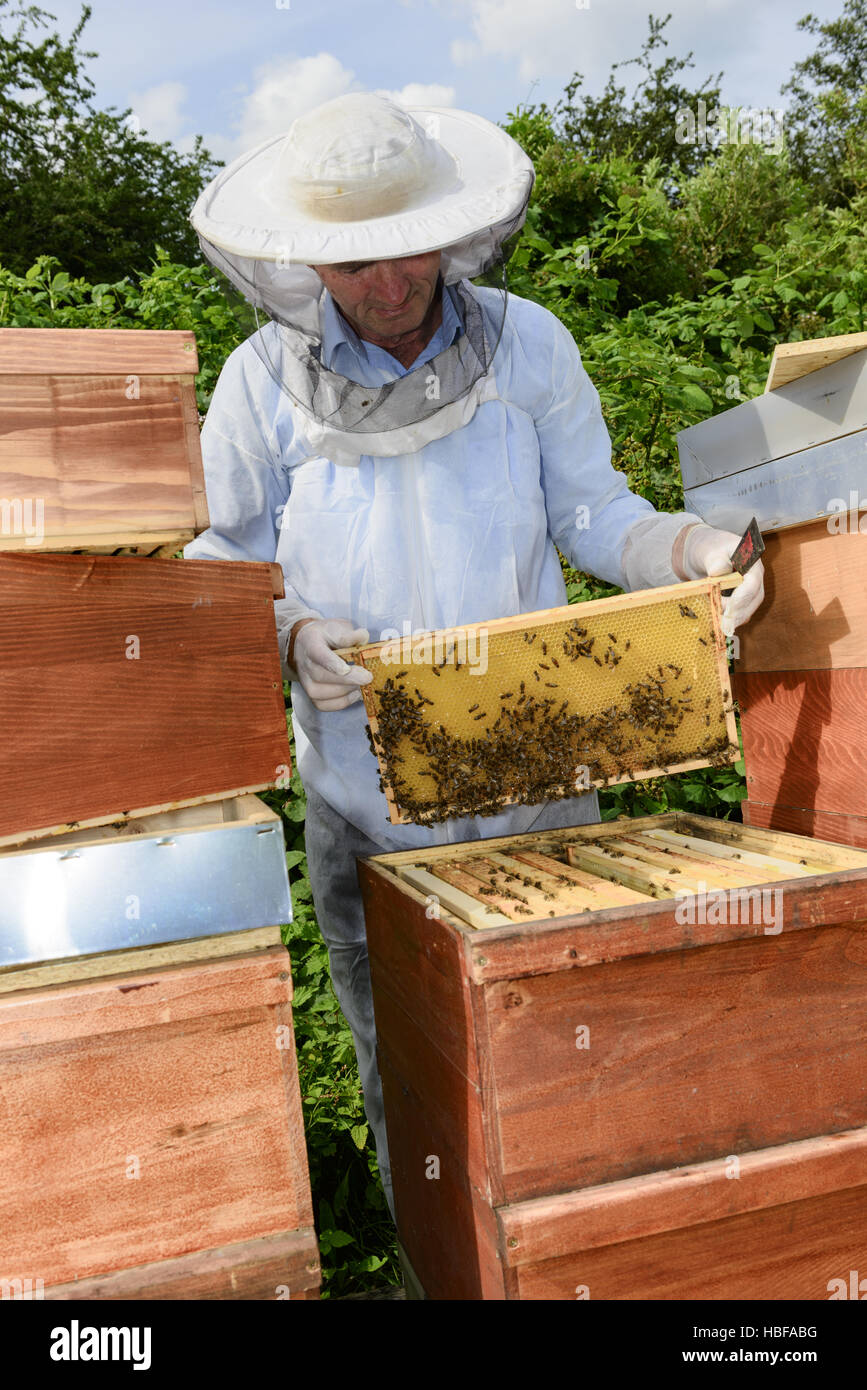Beekeeper at work Stock Photo - Alamy