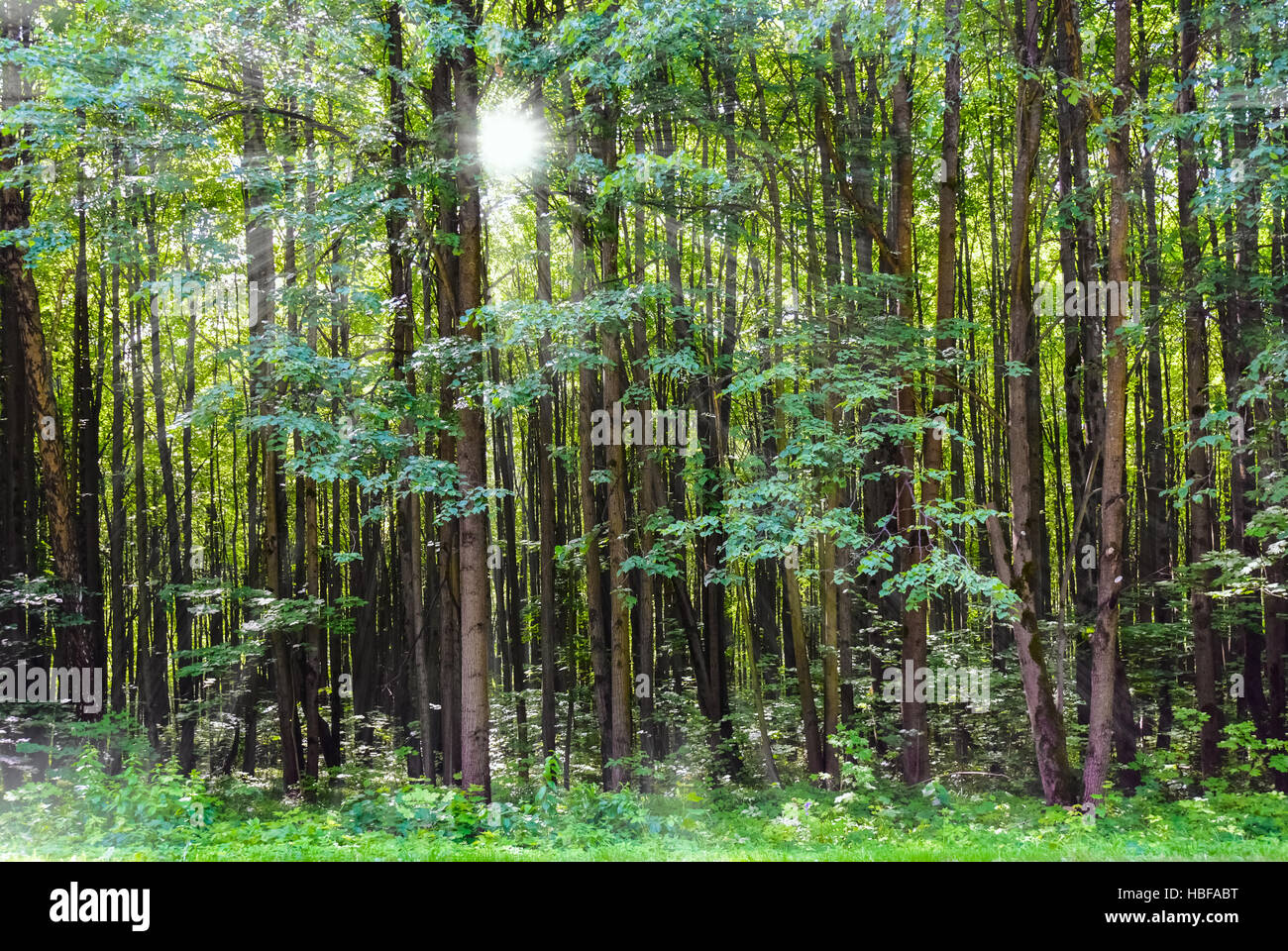 ray of sunshine through the tree Stock Photo - Alamy
