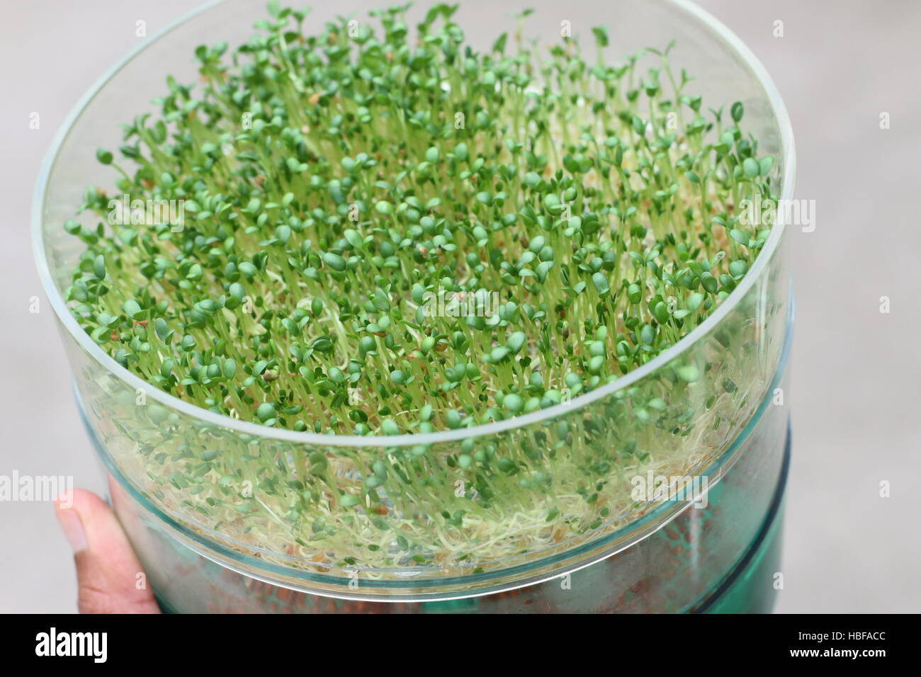 Sprouting seeds of alfalfa in the germination dish Stock Photo - Alamy