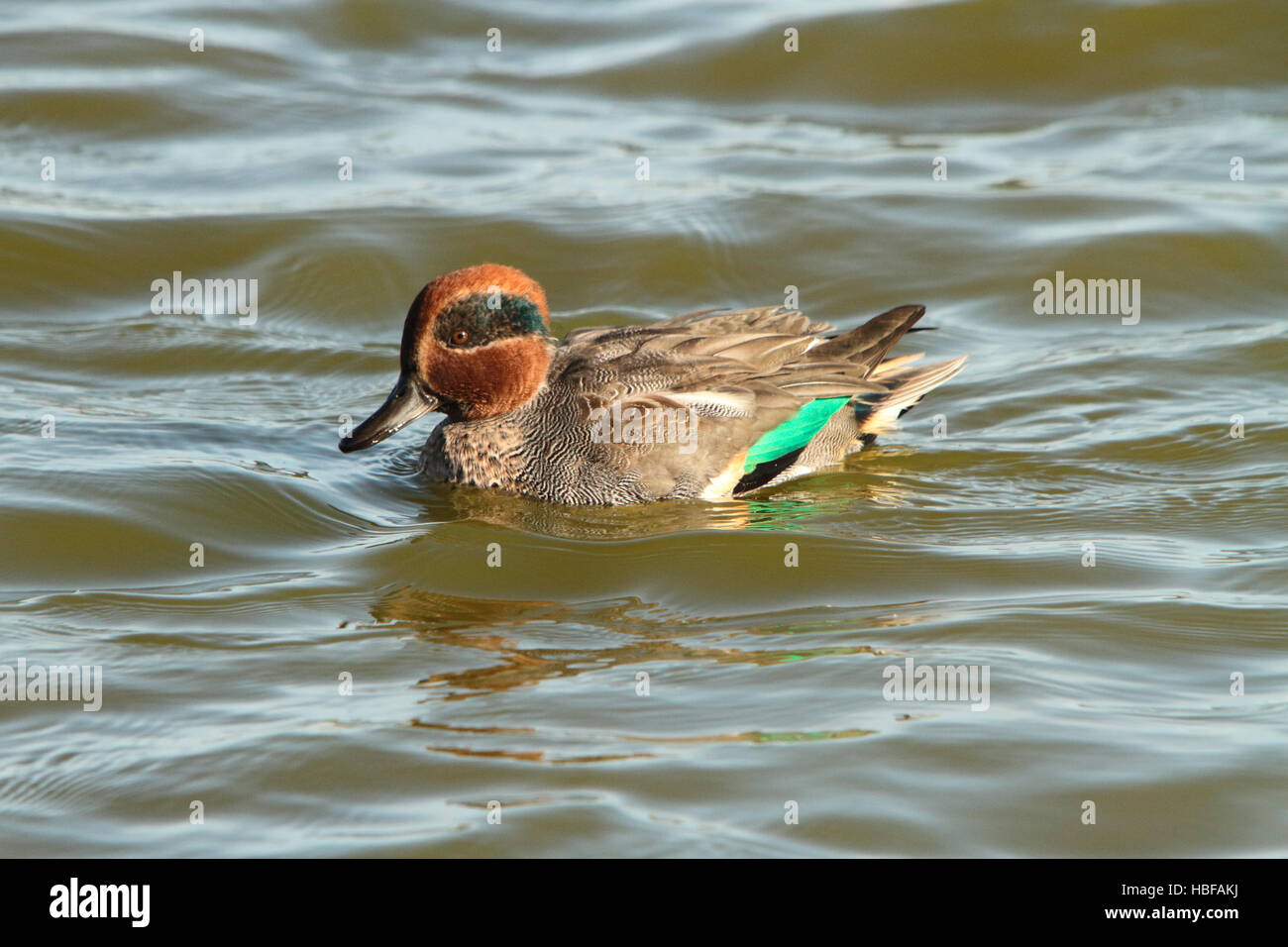 Teal duck hi-res stock photography and images - Alamy