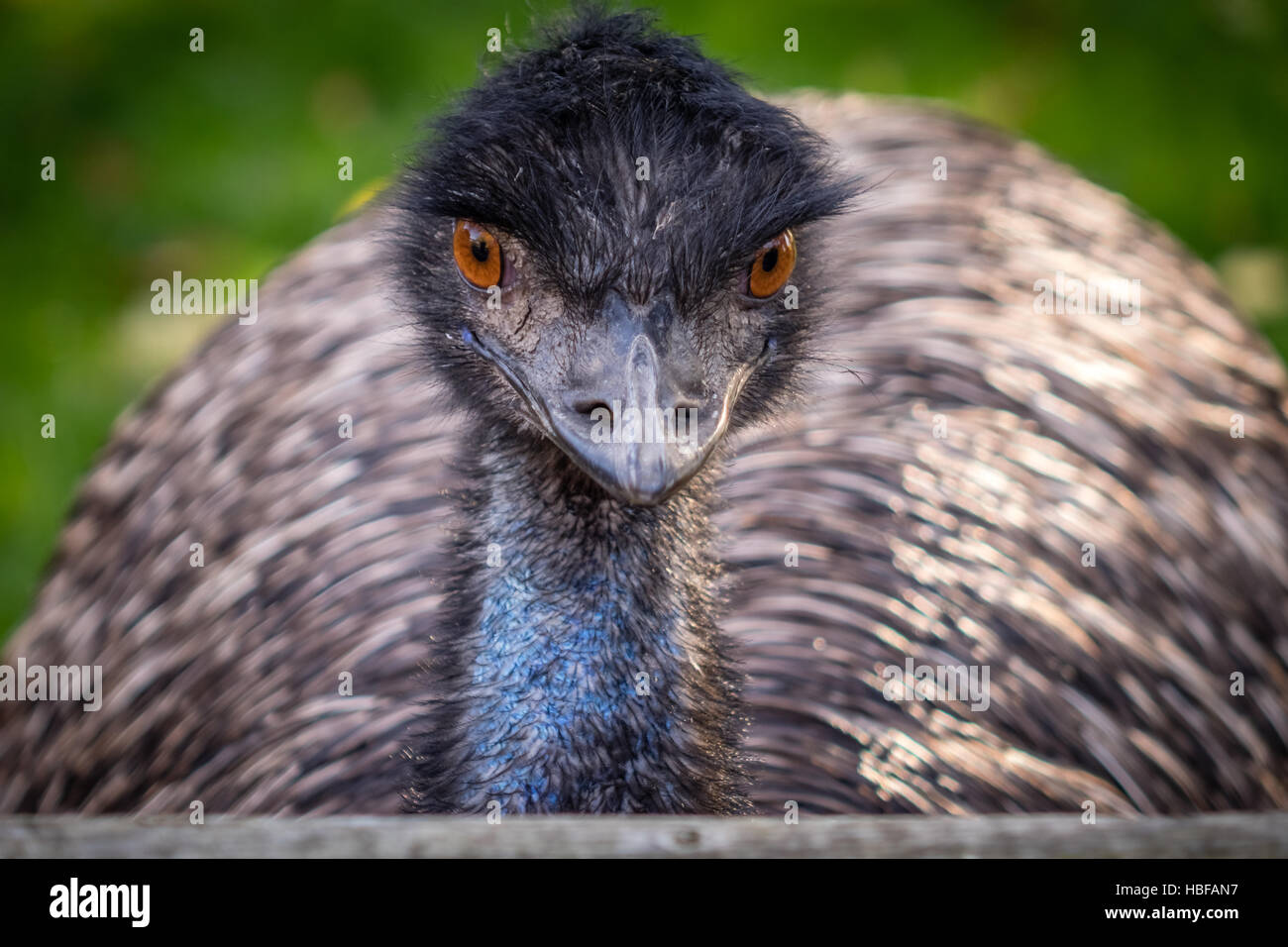 Close emu hi-res stock photography and images - Alamy