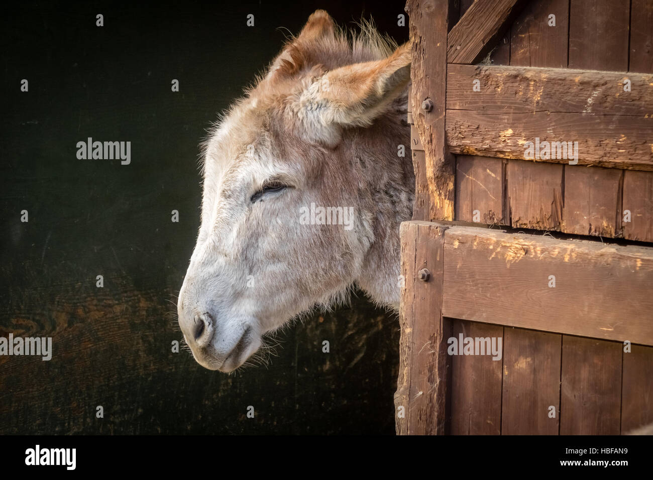 Donkey in a barn Stock Photo - Alamy