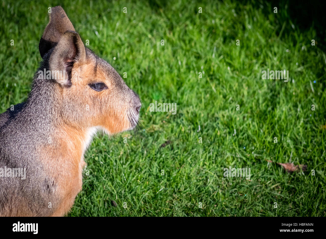 Patagonian Rabbit High Resolution Stock Photography and Images - Alamy