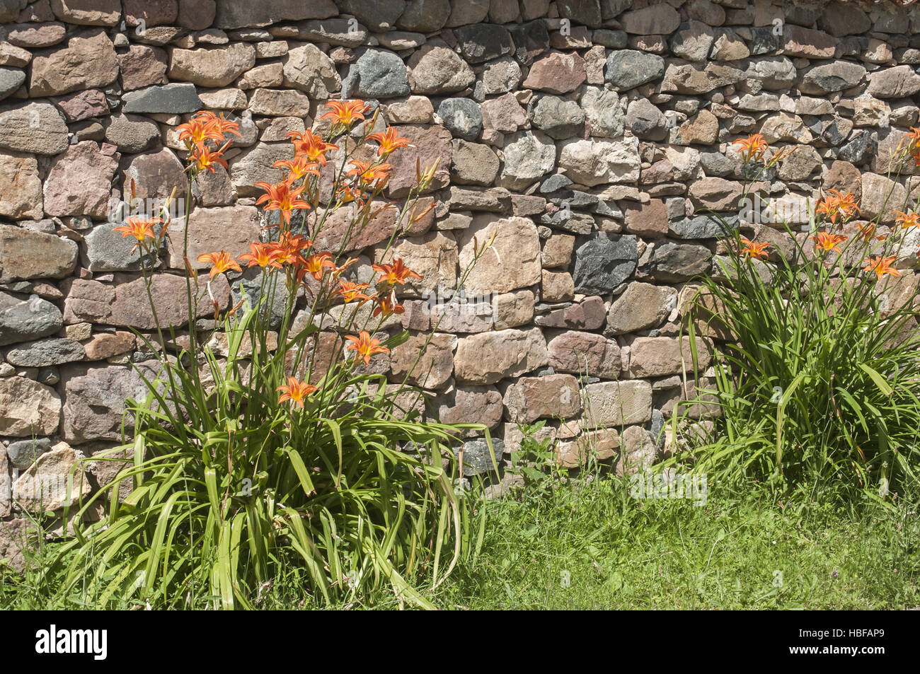 Lilium flowers hi-res stock photography and images - Alamy