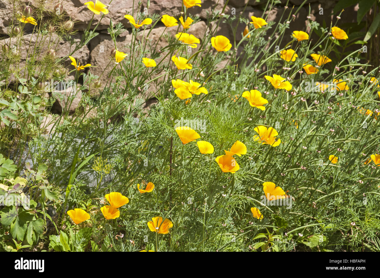 Yellow flowers on stone wall Stock Photo - Alamy