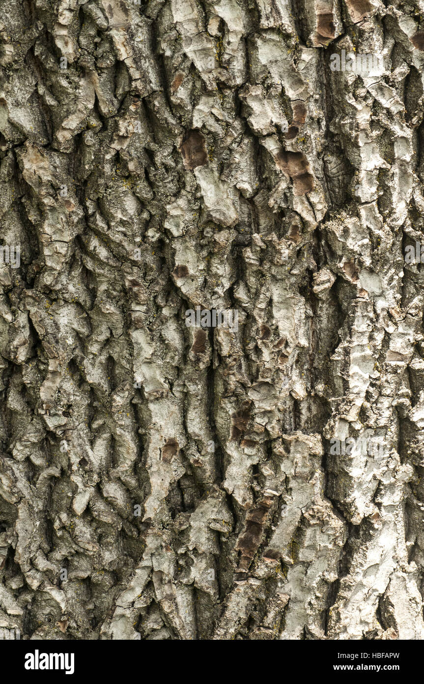 Tree bark closeup Stock Photo - Alamy